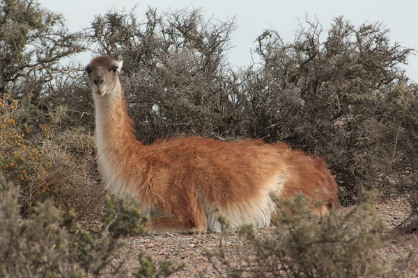 Guanaco | Project Noah