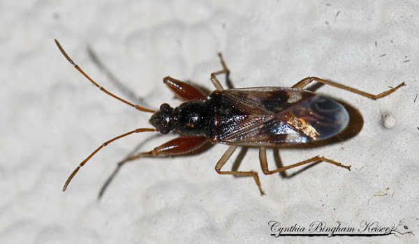 Dirt-colored Seed Bug | Project Noah