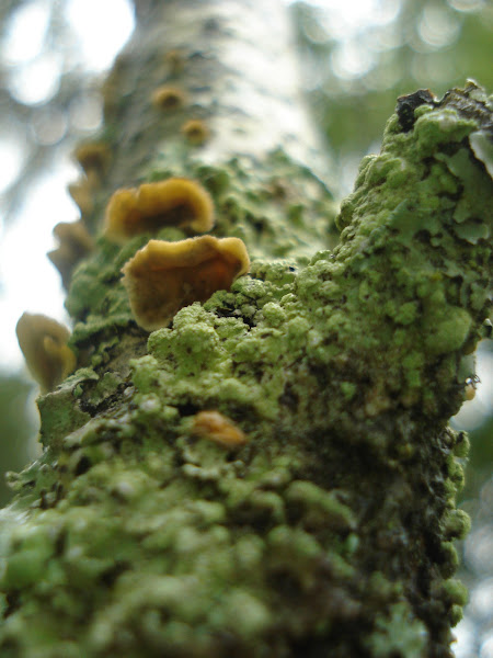 Stereum hirsutum | Project Noah