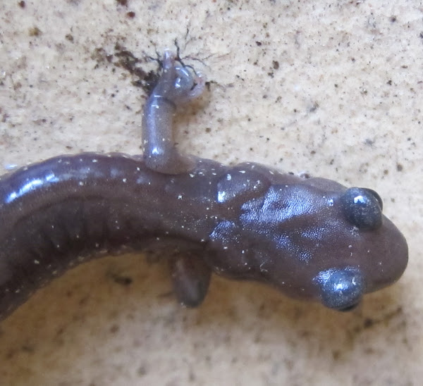 Arboreal Salamander | Project Noah