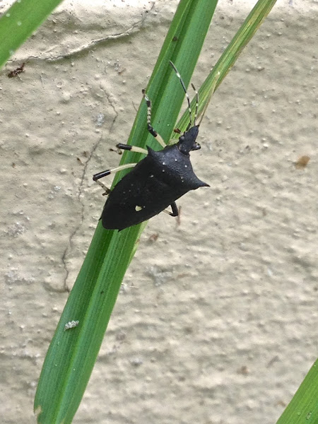 Black Stink Bug | Project Noah