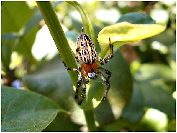 Alpaida spider. | Project Noah