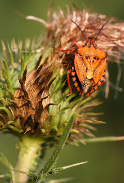 Orange Shield Bug | Project Noah