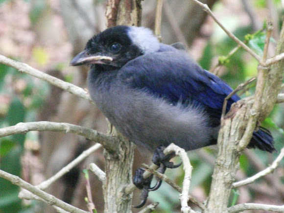 Violaceous Jay | Project Noah