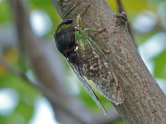 Swamp cicada | Project Noah