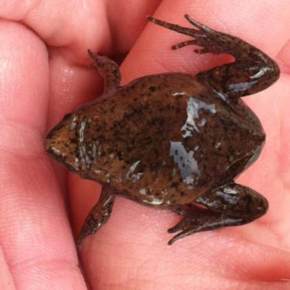 Eastern narrowmouth toad | Project Noah