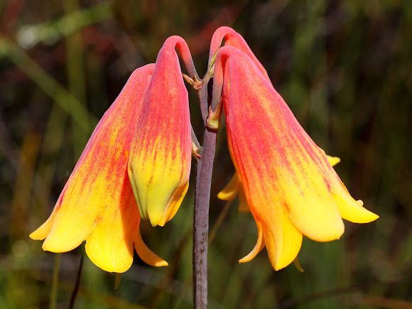 Christmas Bells | Project Noah