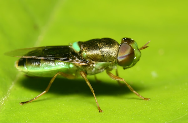 Soldier fly | Project Noah