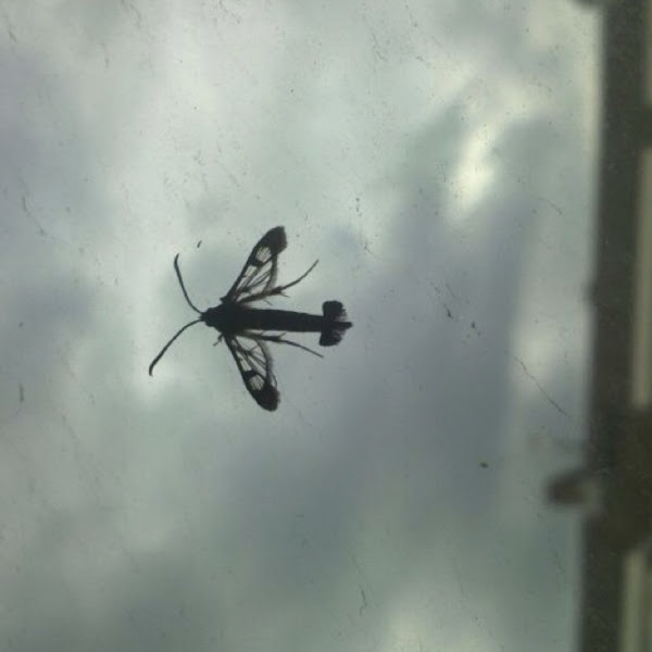 Currant clearwing | Project Noah