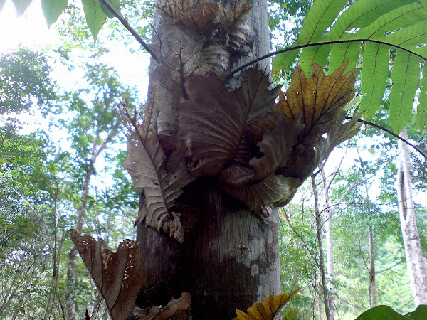 Oak Leaf Fern | Project Noah