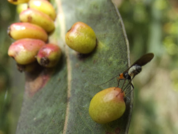 Gall forming psyllid | Project Noah