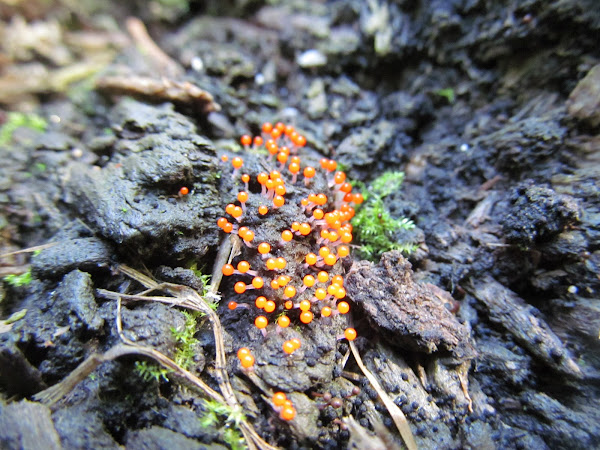 Hemitrichia | Project Noah