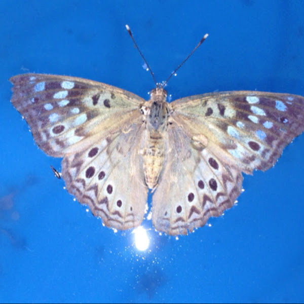 Hackberry emperor | Project Noah