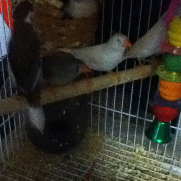 Zebra finch | Project Noah