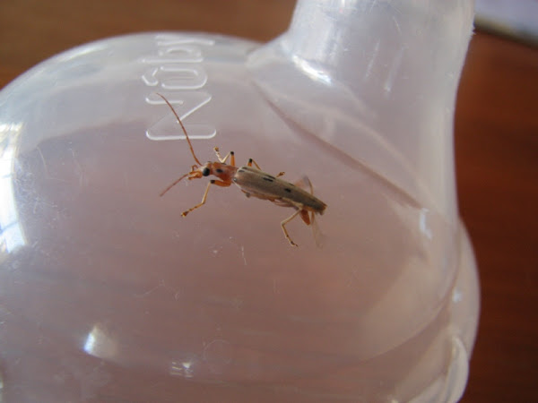 Spotted Lax Beetle | Project Noah