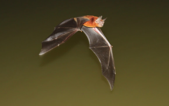 Lesser Bulldog Bat | Project Noah