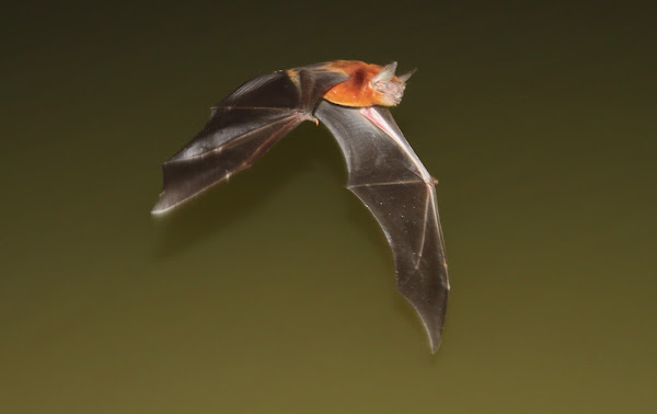 Lesser Bulldog Bat | Project Noah