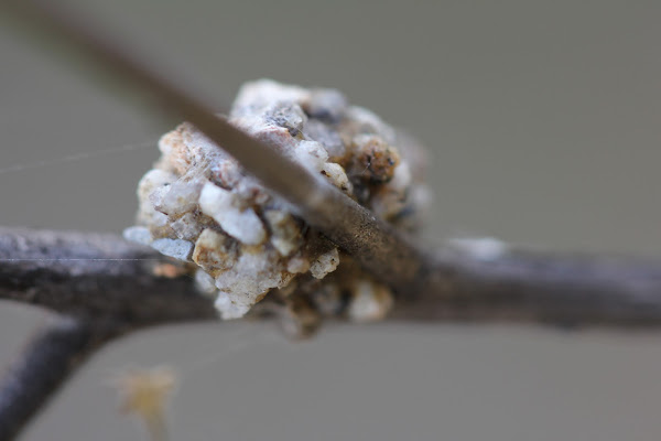 Resin Bee Nest | Project Noah