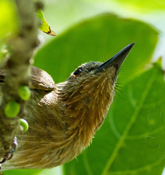 Philippine Bulbul | Project Noah