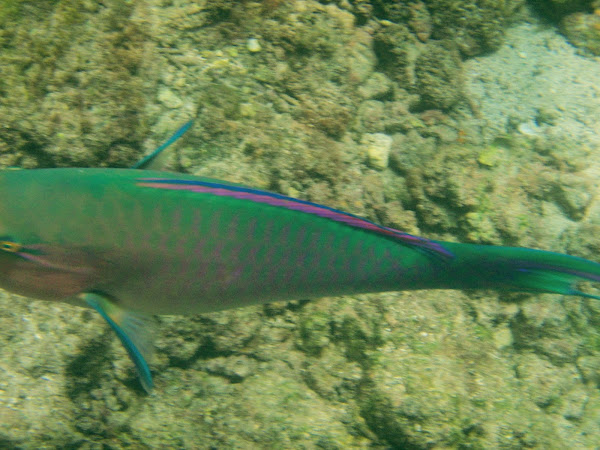 Blue-chin Parrotfish | Project Noah