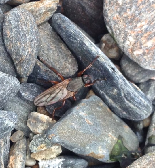 Kelp Fly | Project Noah