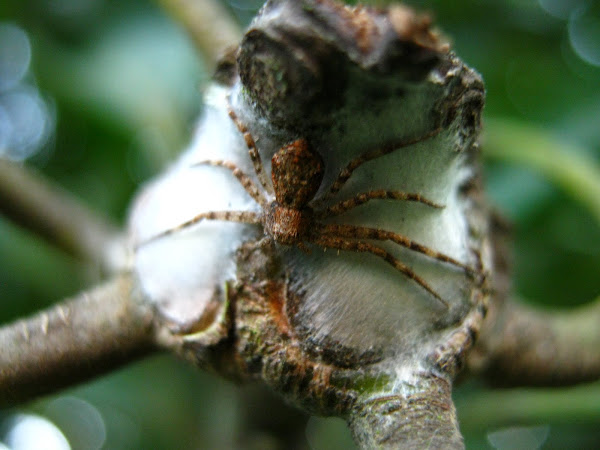 Spider | Project Noah