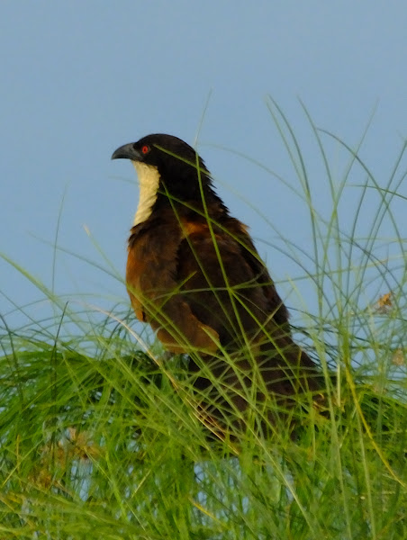 Coppery Tailed Coucal | Project Noah