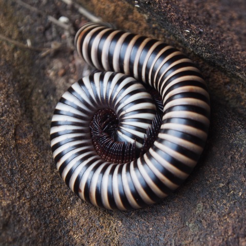 Millipede | Project Noah