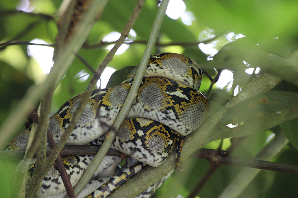 Reticulated Python | Project Noah