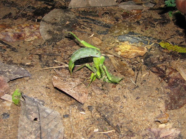 Jungle nymph (Stick insect) | Project Noah