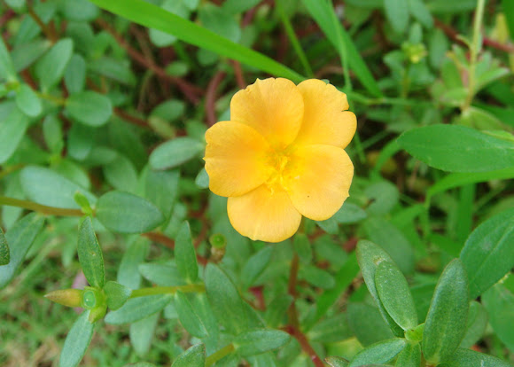 Yellow Olasiman | Project Noah