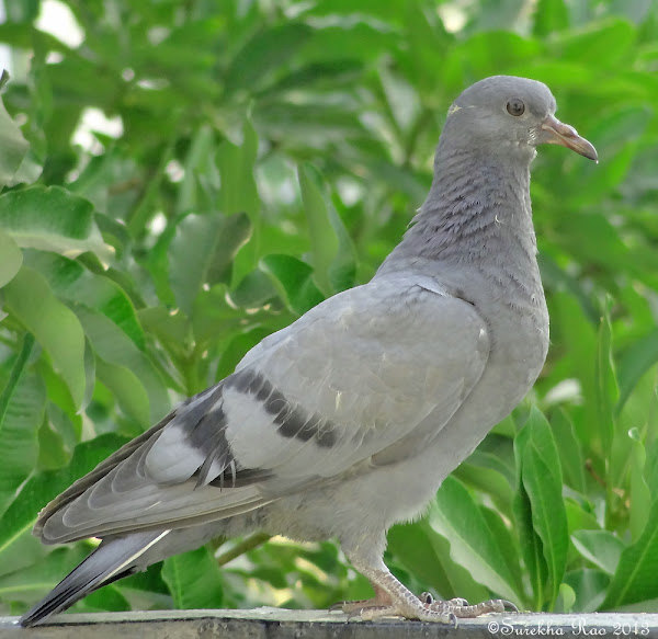 Juvenile Feral Pigeon | Project Noah