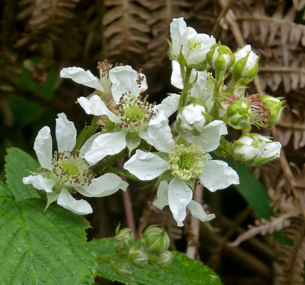 Dewberry Flower | Project Noah
