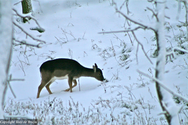 Fallow Deer | Project Noah