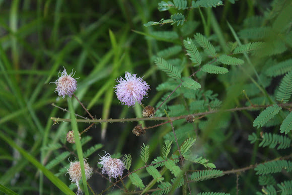 Littleleaf Sensitive-briar | Project Noah