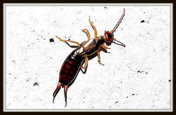 European Earwig (female) | Project Noah