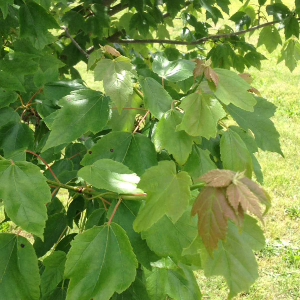 Red maple | Project Noah