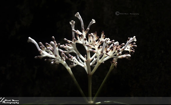 Chassalia curviflora | Project Noah