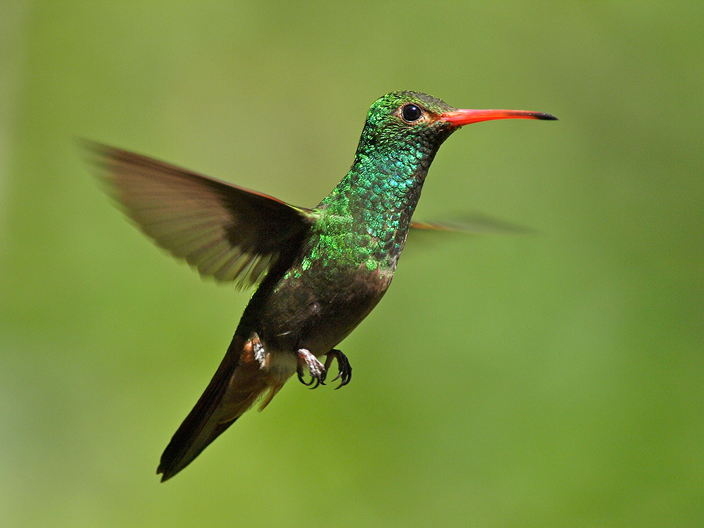 Amazilia de cola rufa (Rufous-tailed Hummingbird) | Project Noah