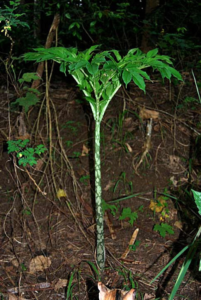 Elephant foot Yam | Project Noah