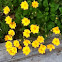 Orange coreopsis | Project Noah