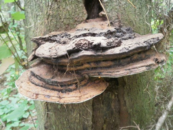 Artist's Conk | Project Noah