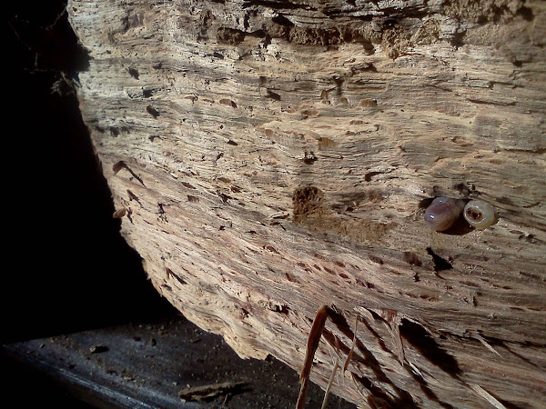 Florida wood beetle grub | Project Noah