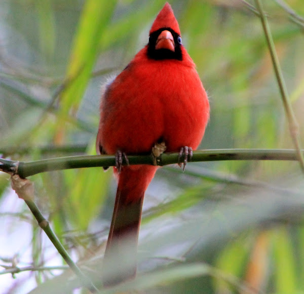 Cardinal | Project Noah