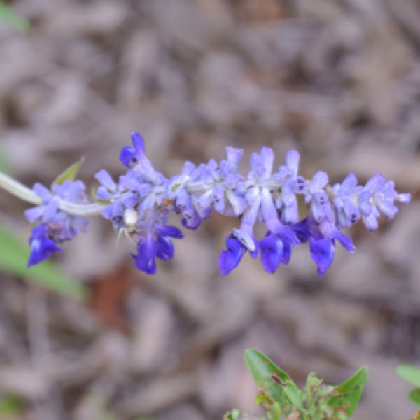 Mealy blue sage | Project Noah