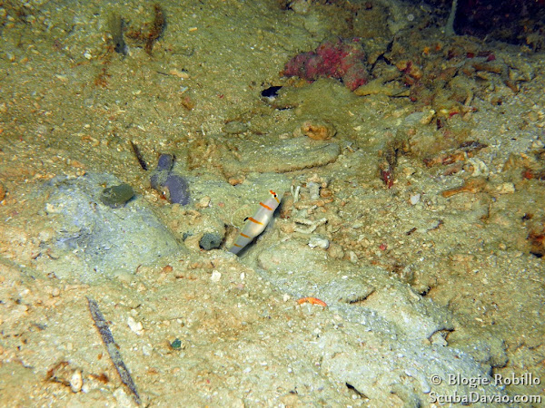 Randall's Prawn-goby | Project Noah