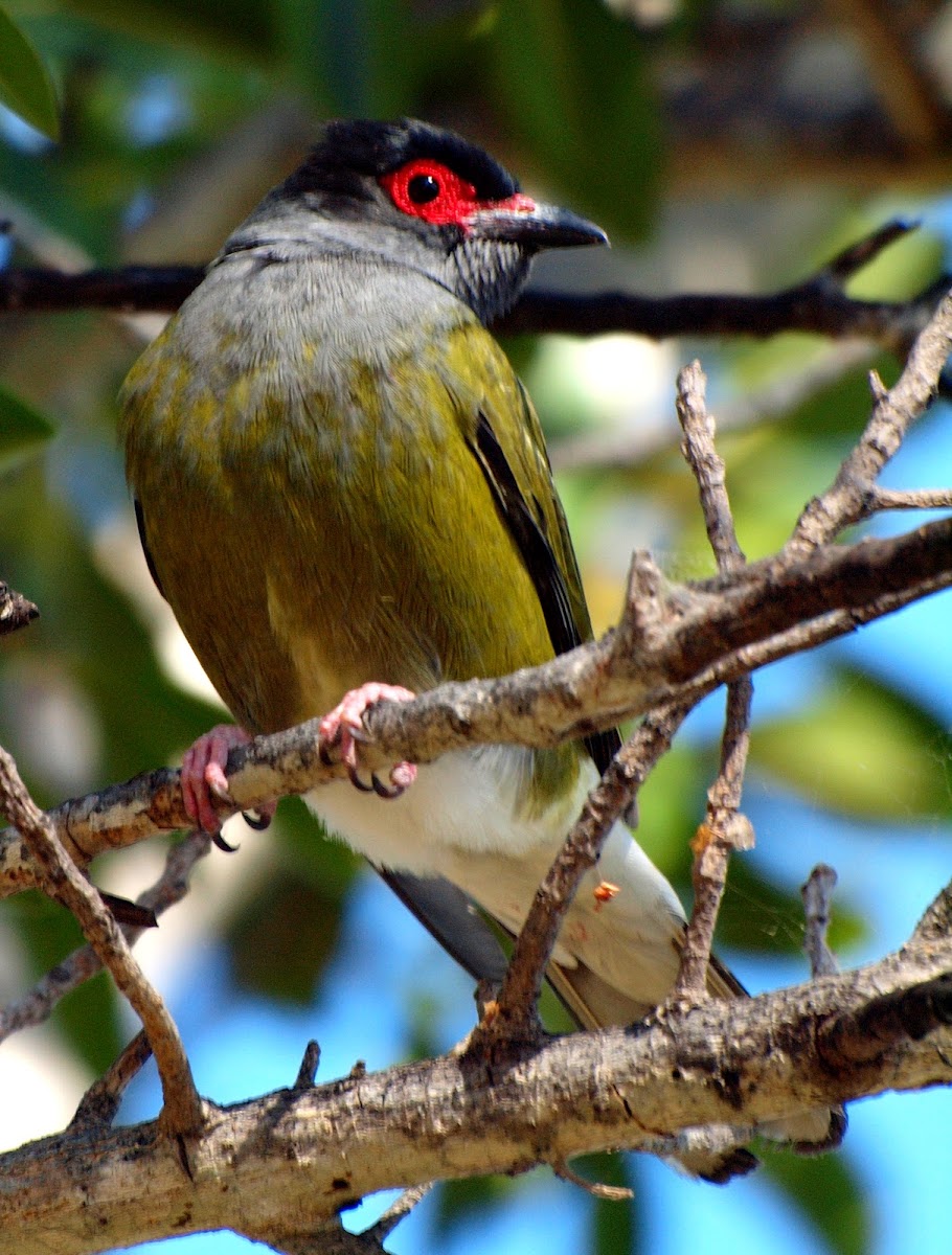 Australasian Figbird | Project Noah