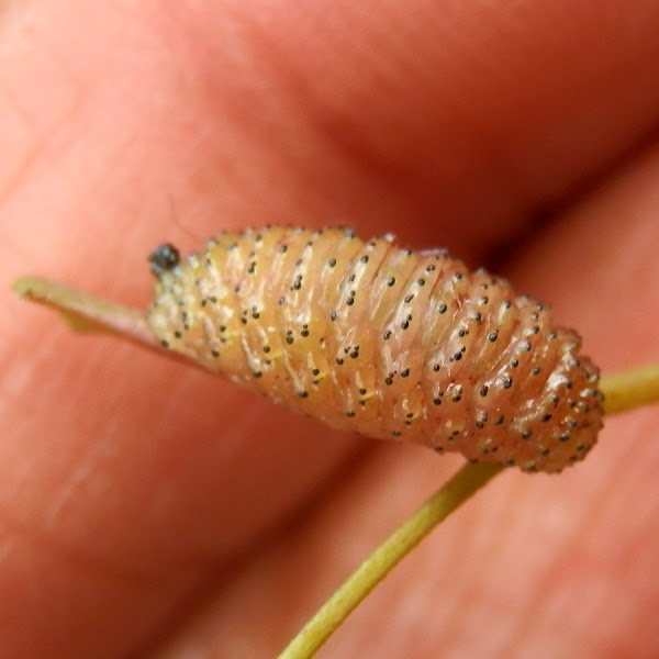 Gum Tree Weevil beetle larva | Project Noah