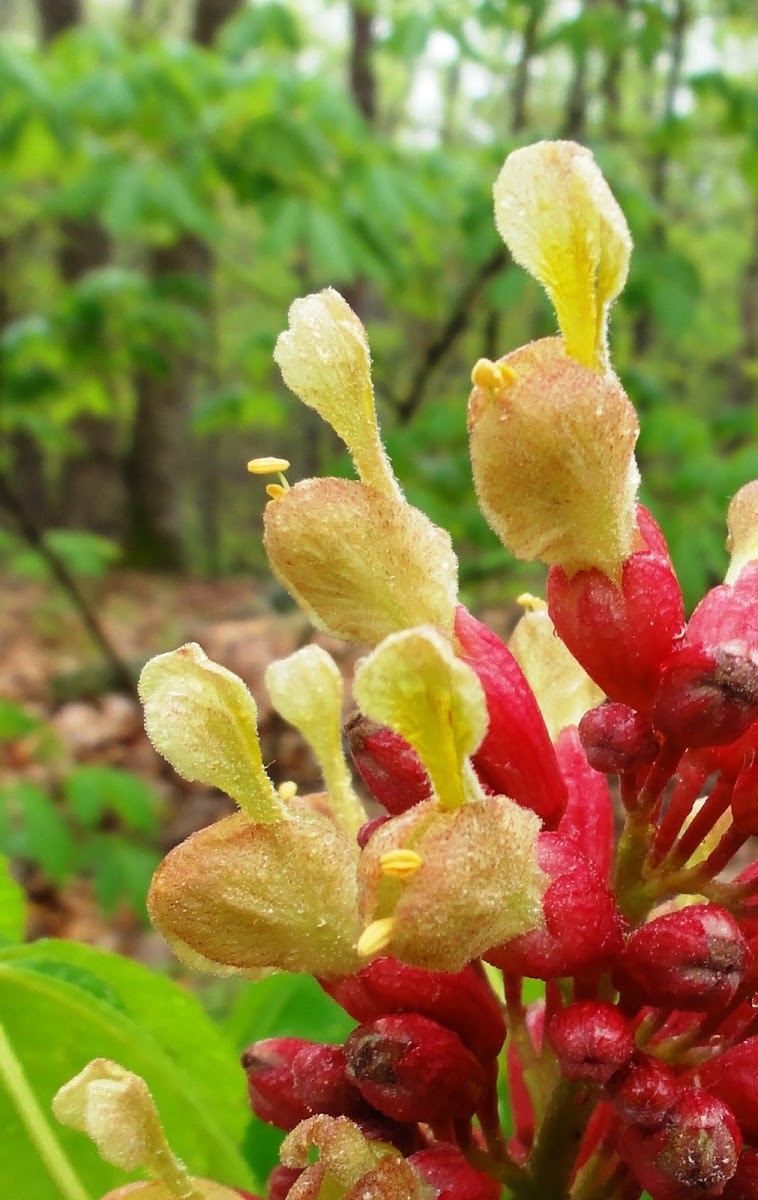 Painted Buckeye | Project Noah