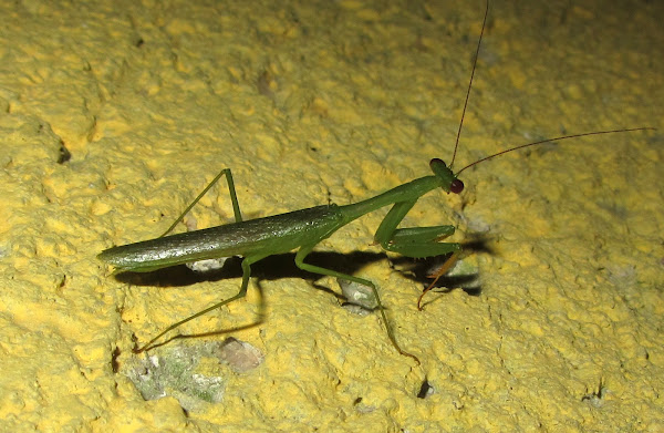 Mantis | Project Noah